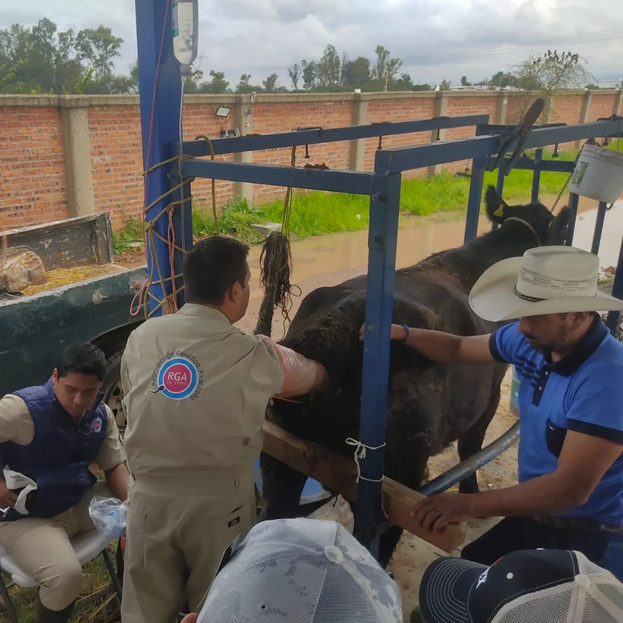 Cursos de Inseminación Artificial en Bovinos – ReproMax