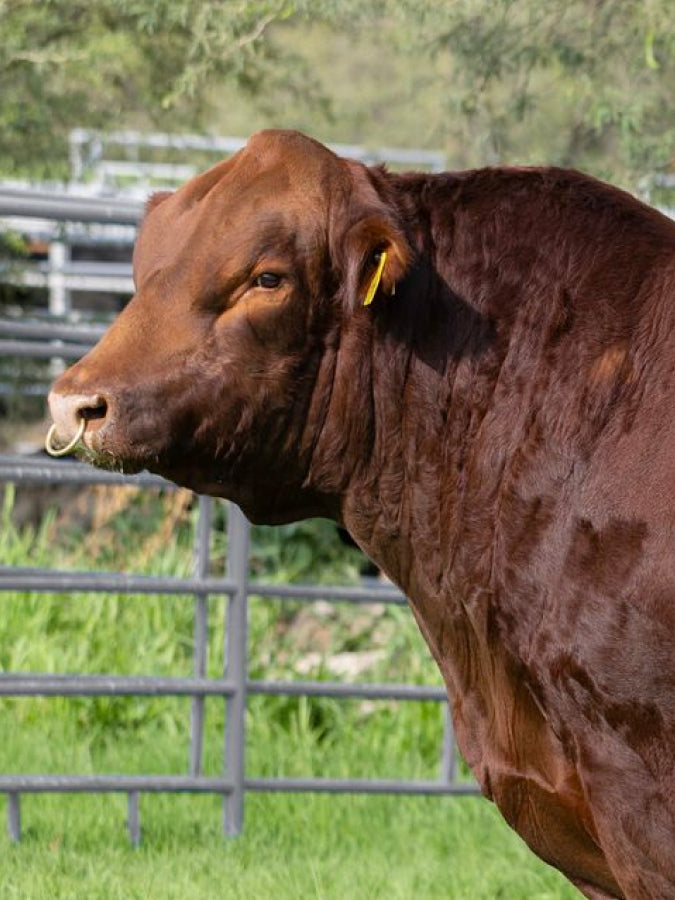 ReproMax - Los expertos en Reproducción Animal