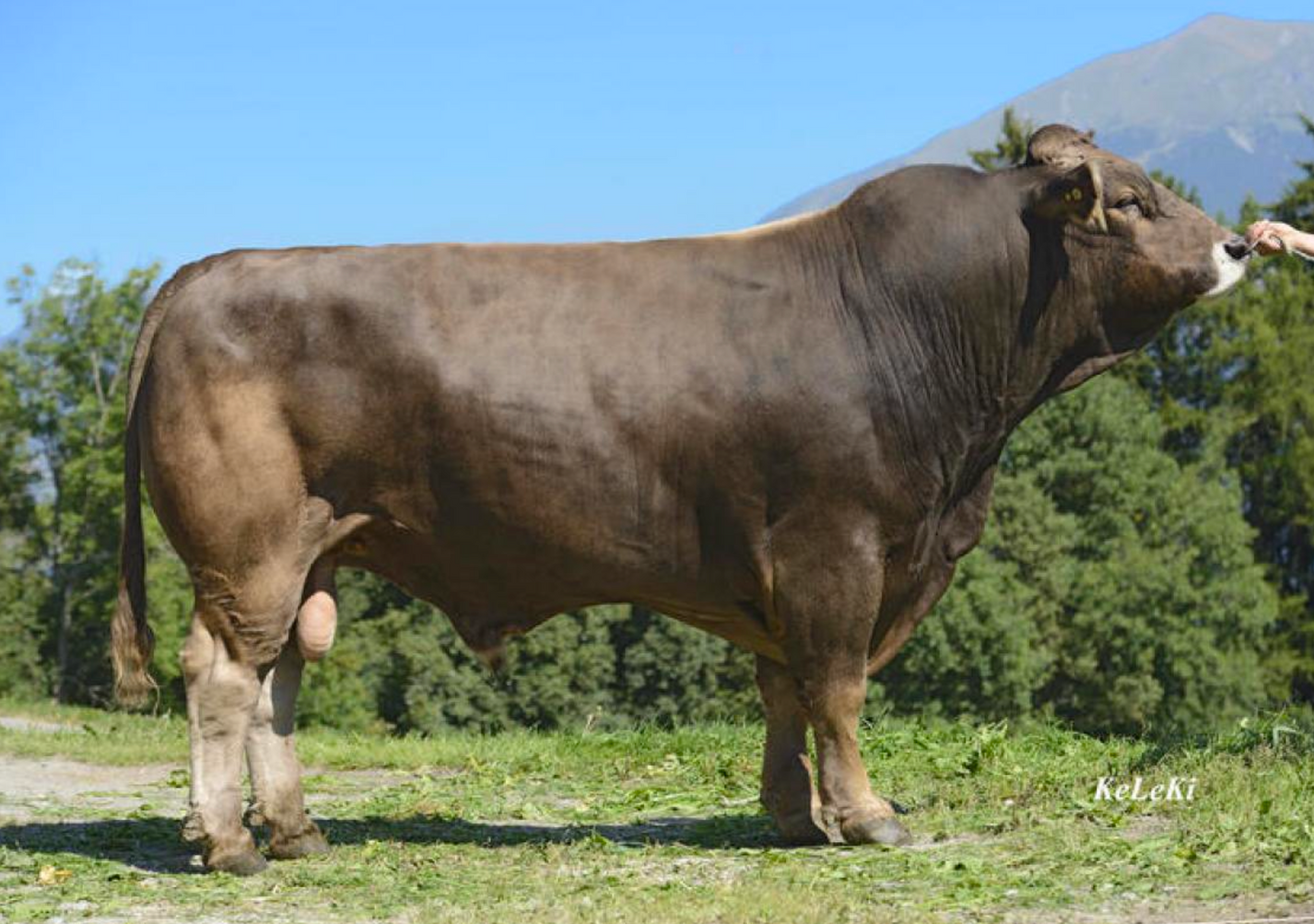 Semen de Toro Suizo Europeo – ADONIS CH 120.0666.1854.3 - ReproMax
