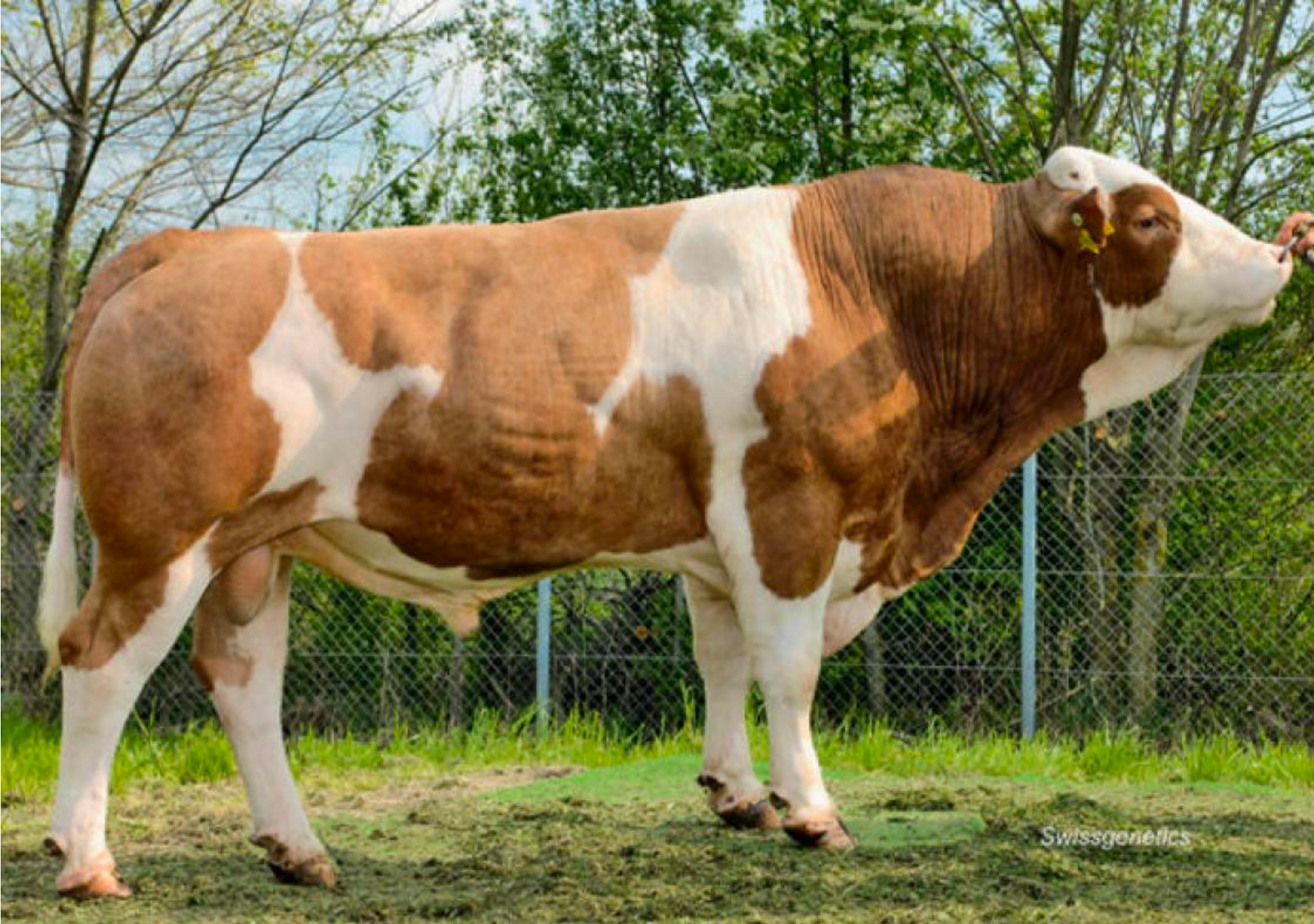 Semen de Toro Simmental – La Croisee ELTON P CH 120.0321.0114.7 - ReproMax