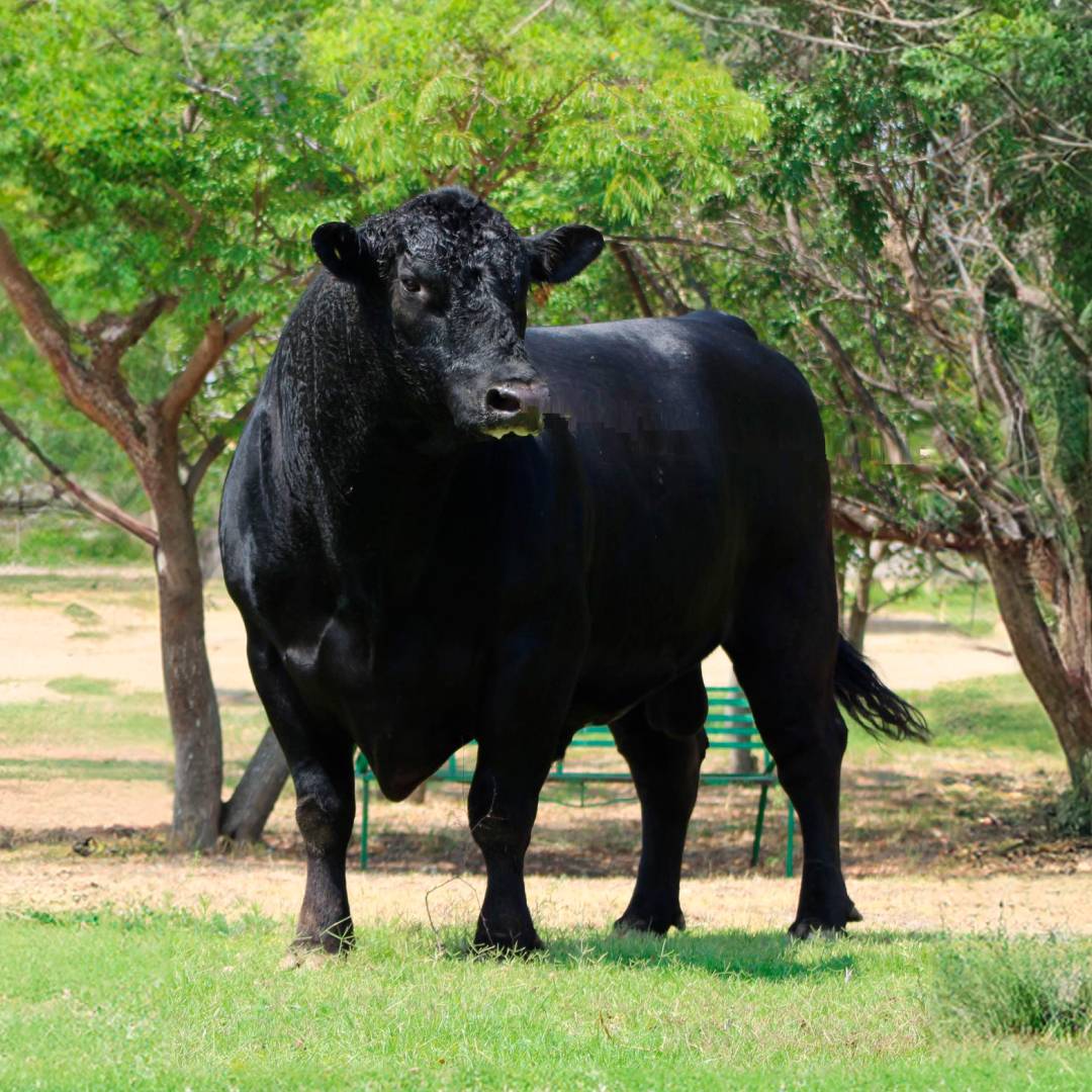 Semen de Toro PIC Pioneer 26G - Semental Angus - ReproMax